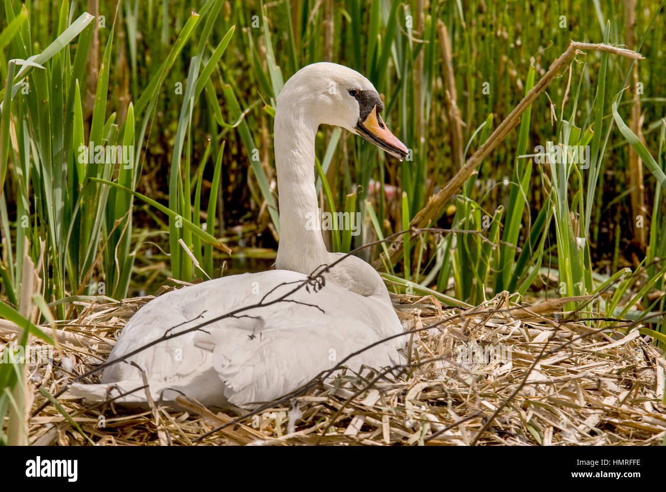 Cob Swan On Nest High Resolution Stock Photography and Images - Alamy