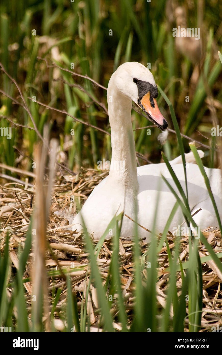 Cob Swan On Nest High Resolution Stock Photography and Images - Alamy