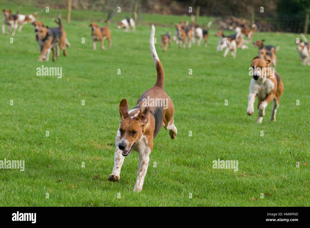 Foxhounds Hunting High Resolution Stock Photography and Images - Alamy