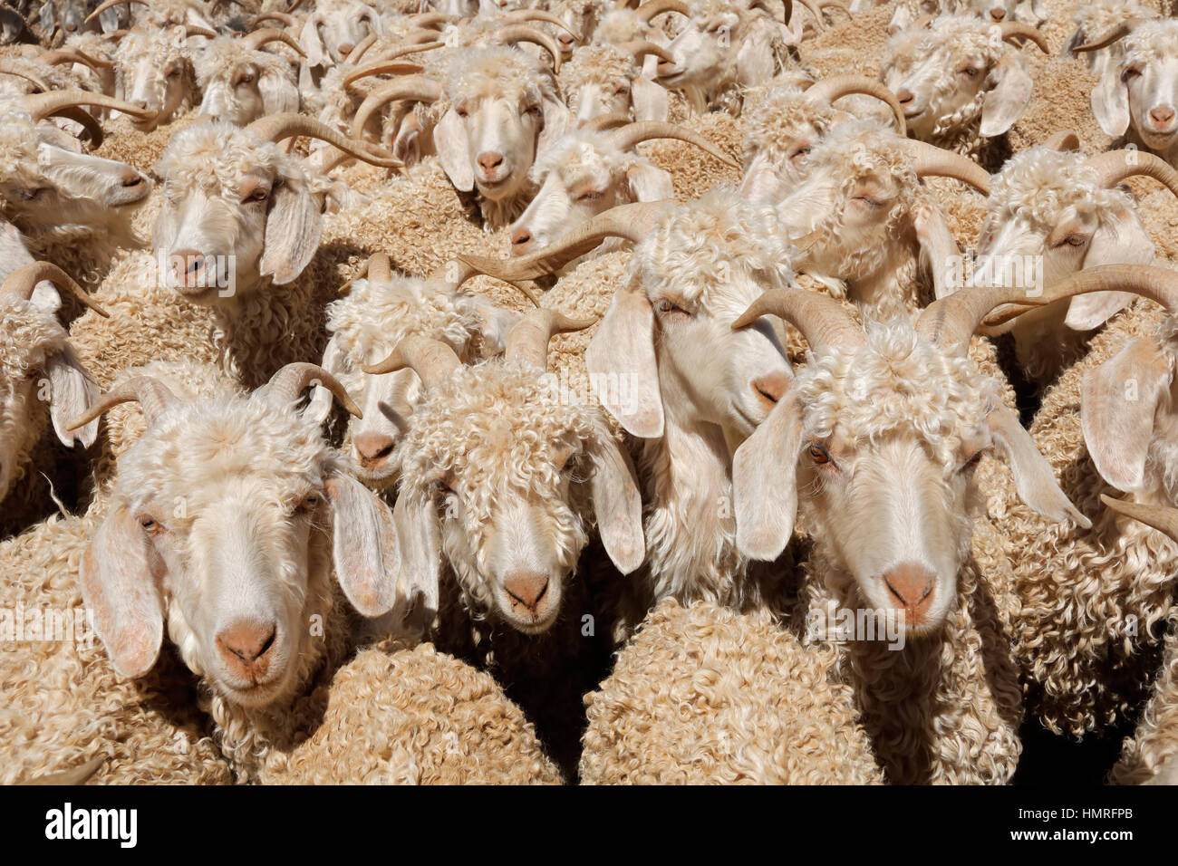 Angora goat horns hi-res stock photography and images - Alamy