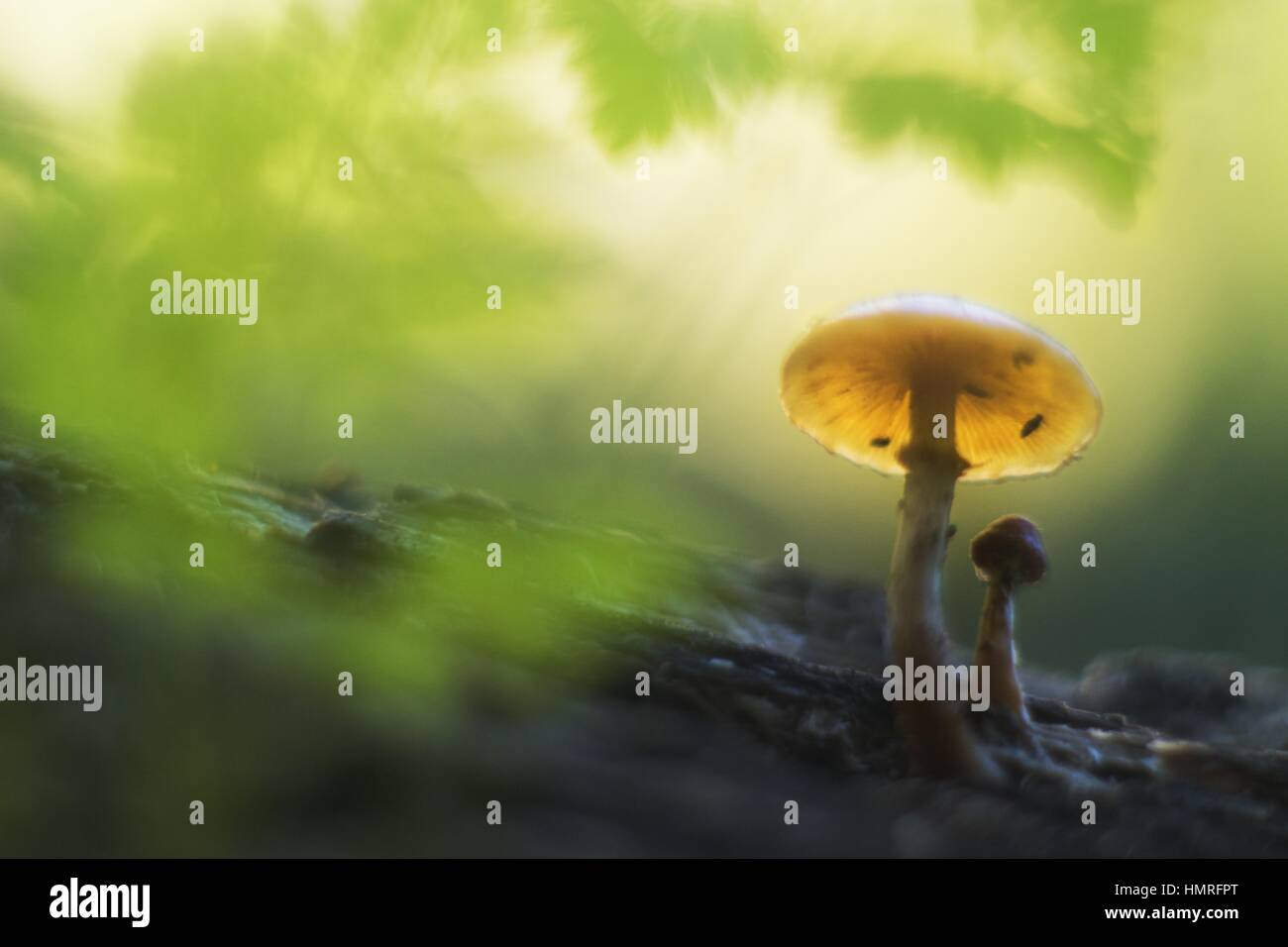 Soft fungi hi-res stock photography and images - Alamy