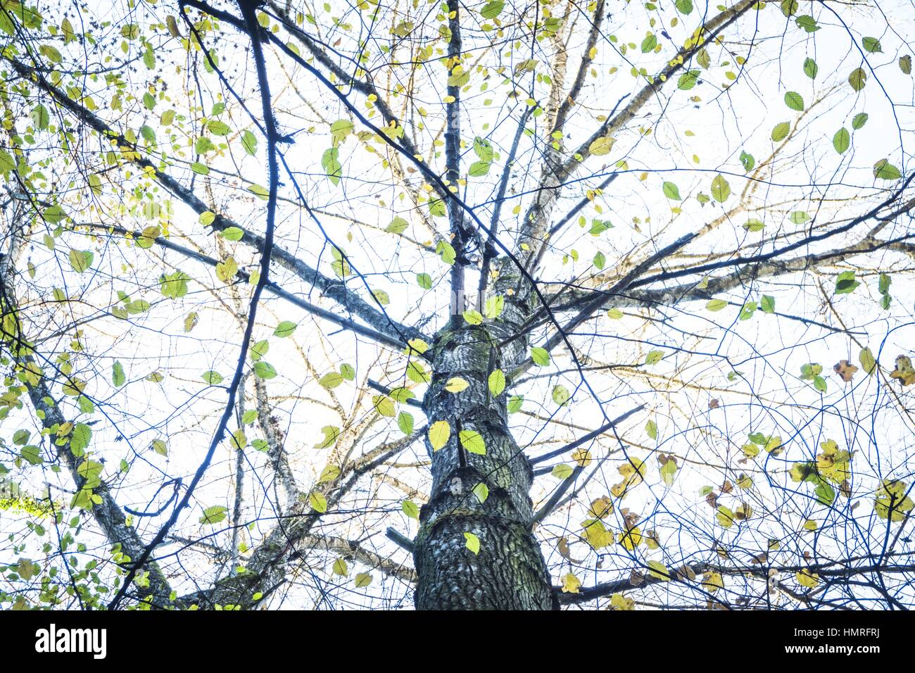 Tree from below trunk hi-res stock photography and images - Alamy