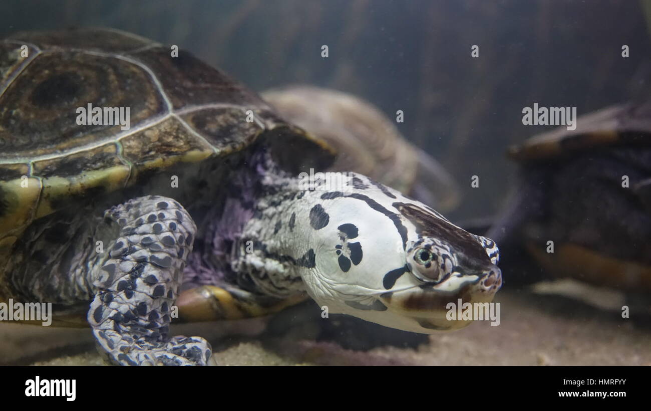 Turtle Animal Wildlife Stock Photo - Alamy