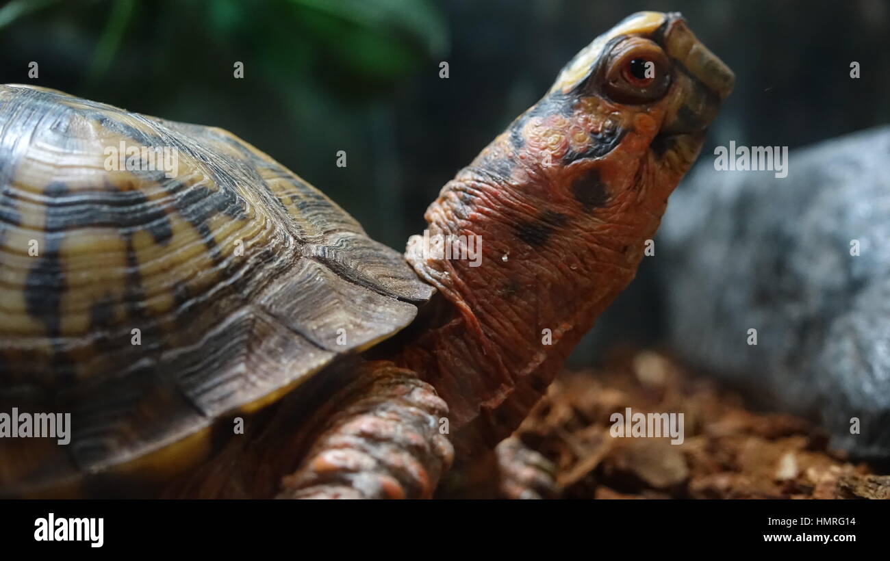 Turtle Reptiles And Animals Stock Photo - Alamy