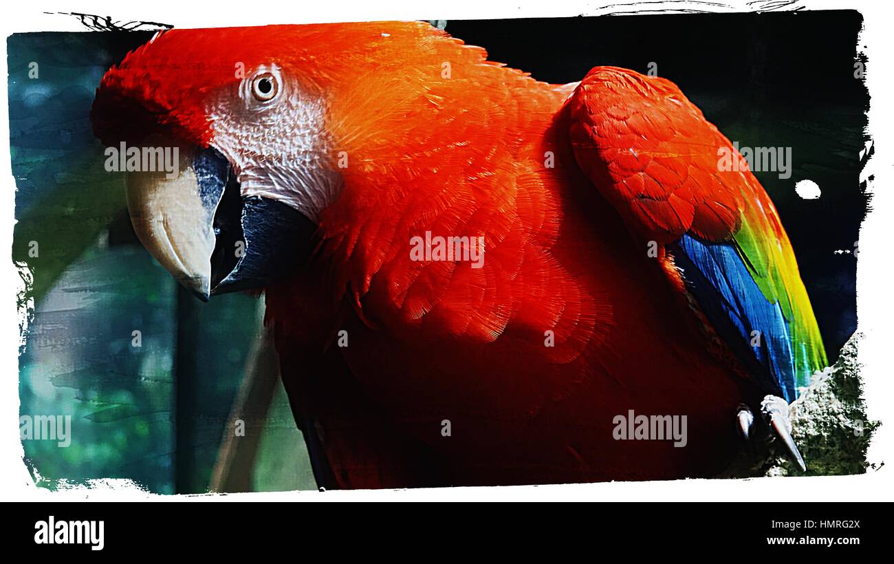 Drawing Of Red Parrot Stock Photo - Alamy