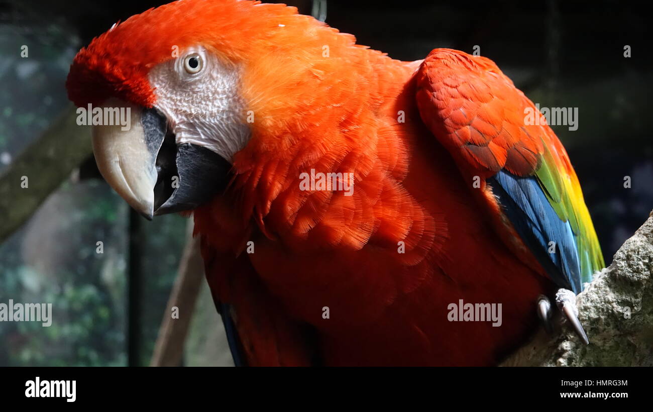 Red Parrot Wild Birds Stock Photo - Alamy