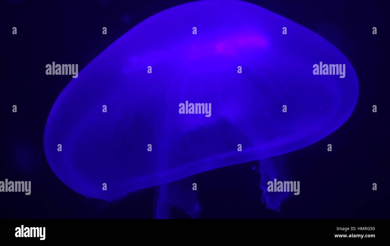 Jellyfish marine life hi-res stock photography and images - Alamy
