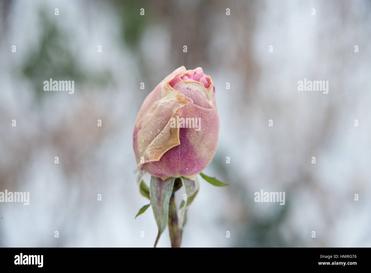 Frozen rose flowers in hi-res stock photography and images - Alamy