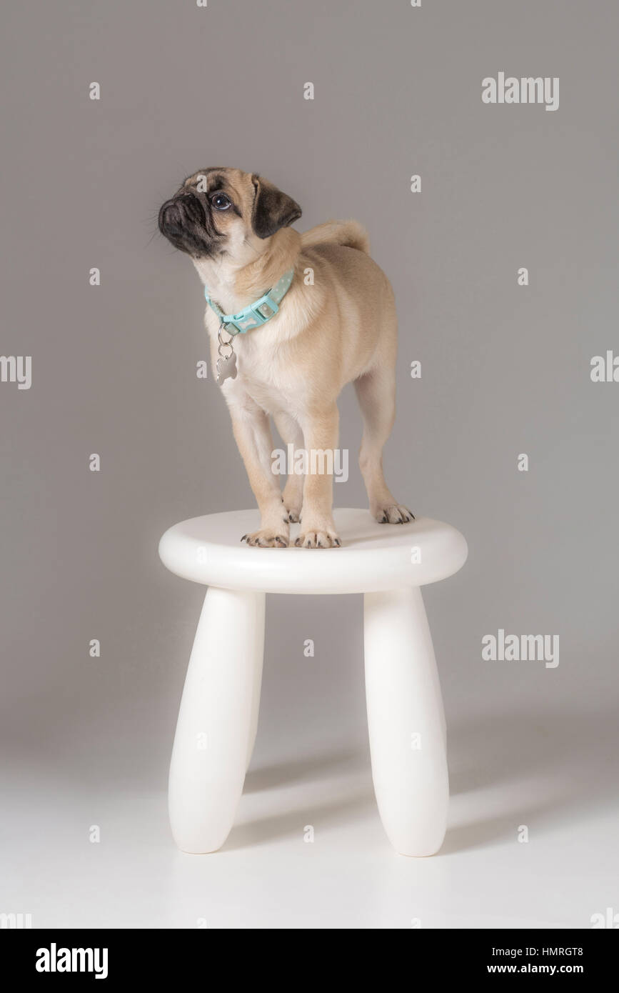 Brown pug puppy standing up hi-res stock photography and images - Alamy