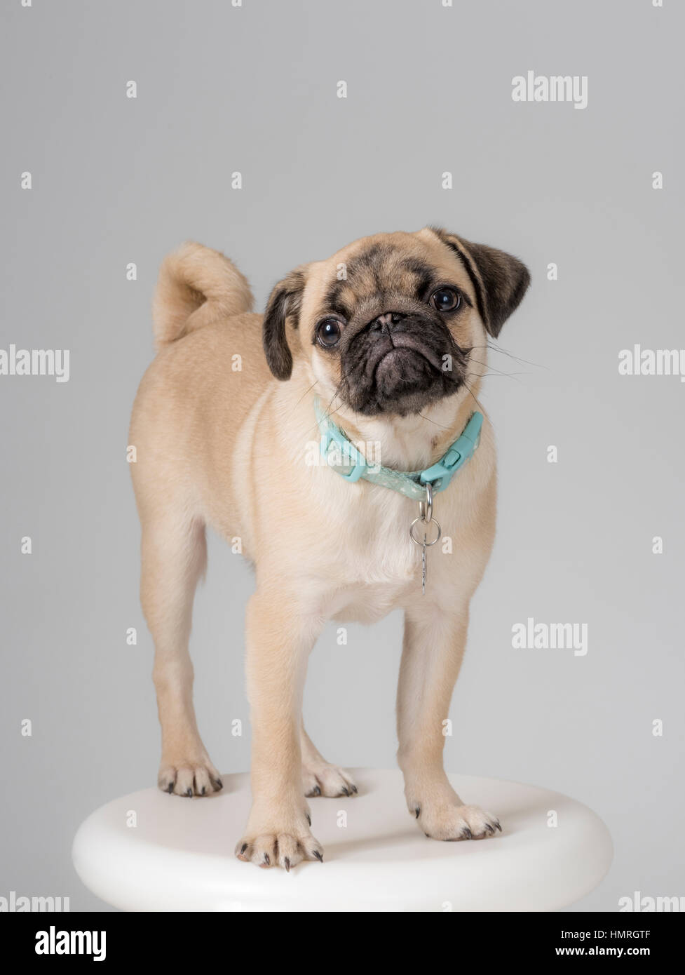 Brown pug puppy standing up hi-res stock photography and images - Alamy
