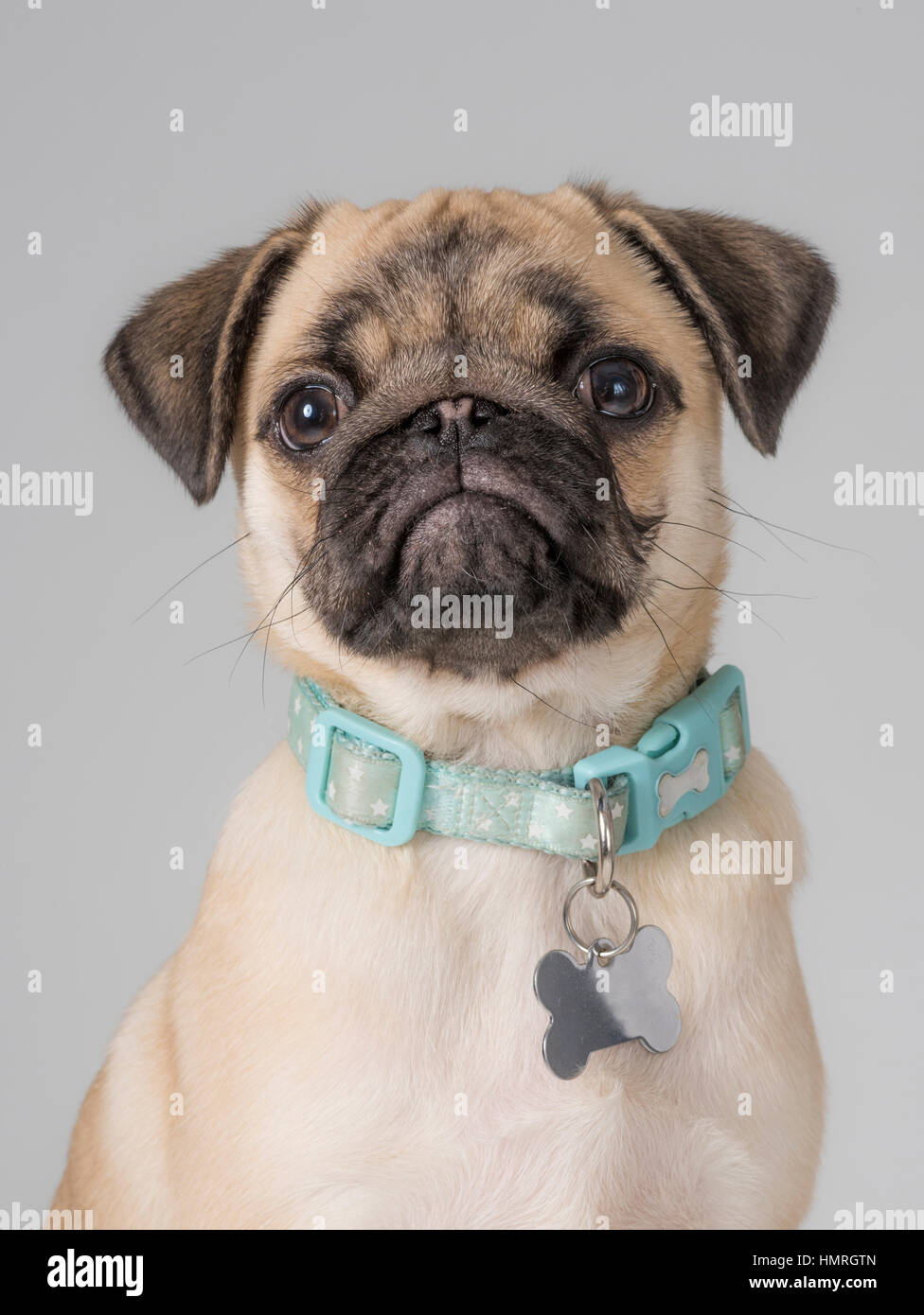 Dog Stock Photos & Dog Stock Images - Alamy