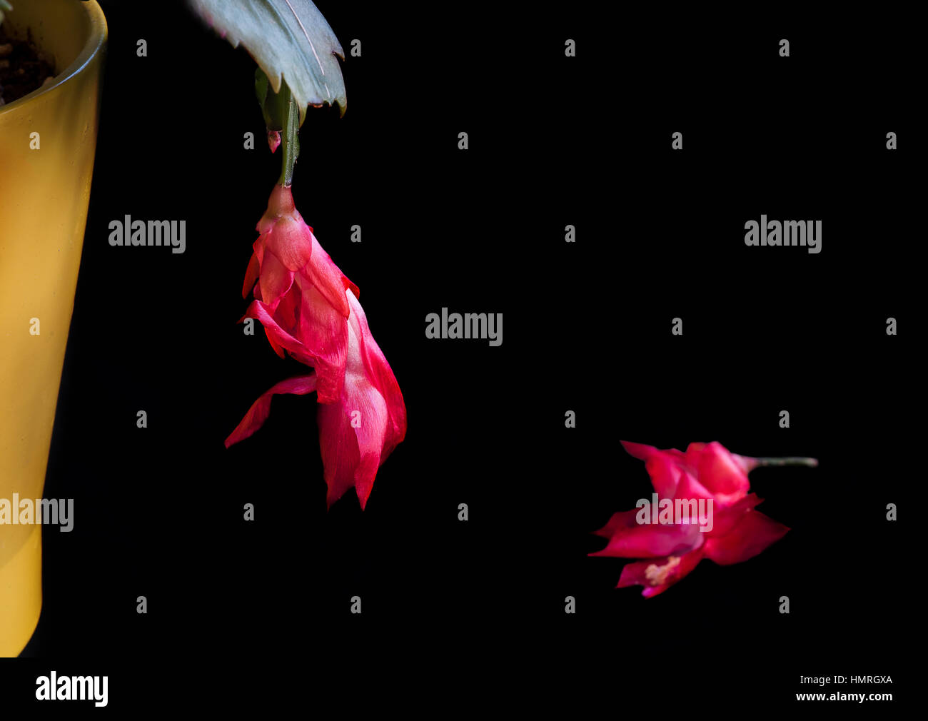Close-up details of Red Christmas cactus flower, Schlumbergera truncata ...