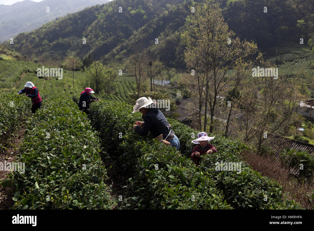 Women pick up the first tender tea buds during the first tea harvest of ...