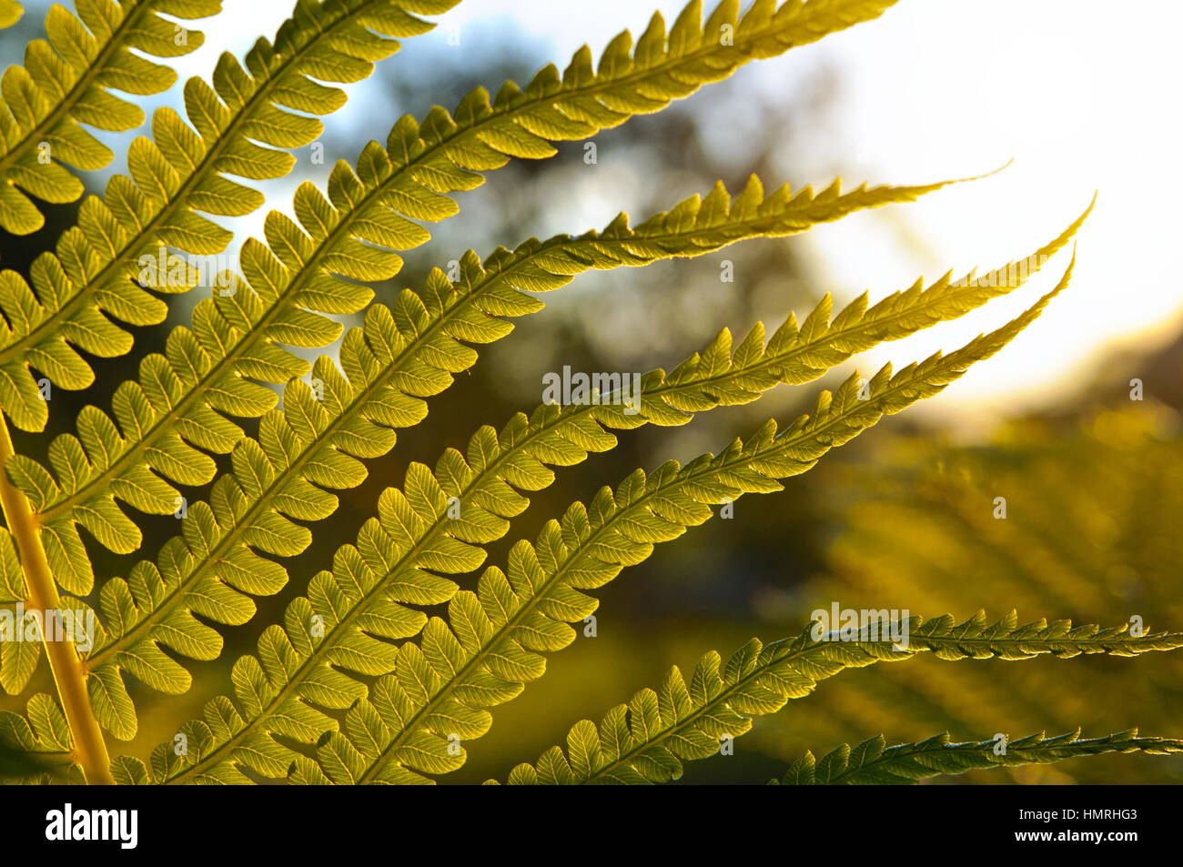 Transparent Fern High Resolution Stock Photography and Images - Alamy