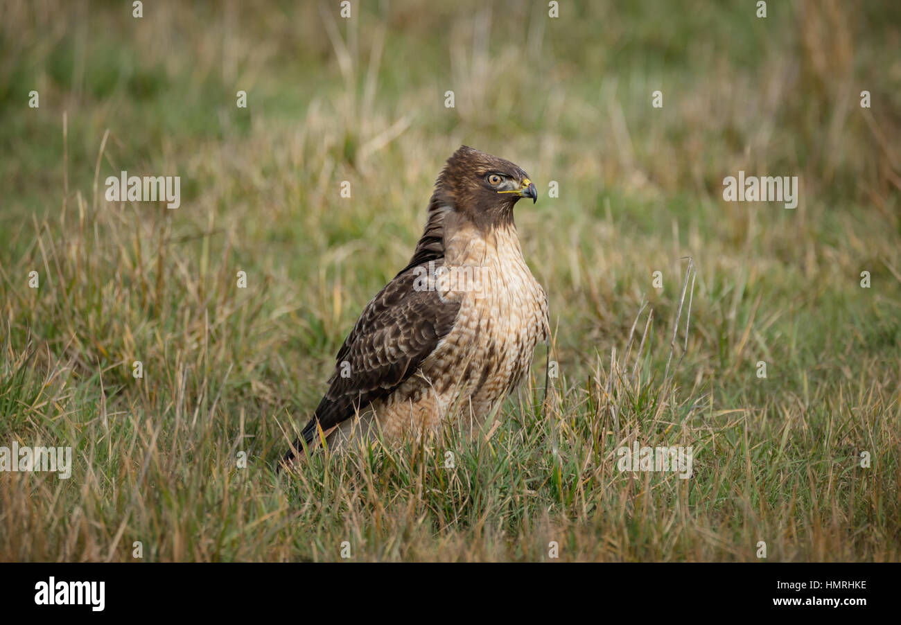 A wild hawk in nature sitting on grass Stock Photo - Alamy