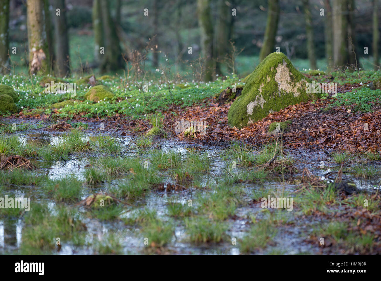 Small marsh in a leafing beech forest Stock Photo - Alamy
