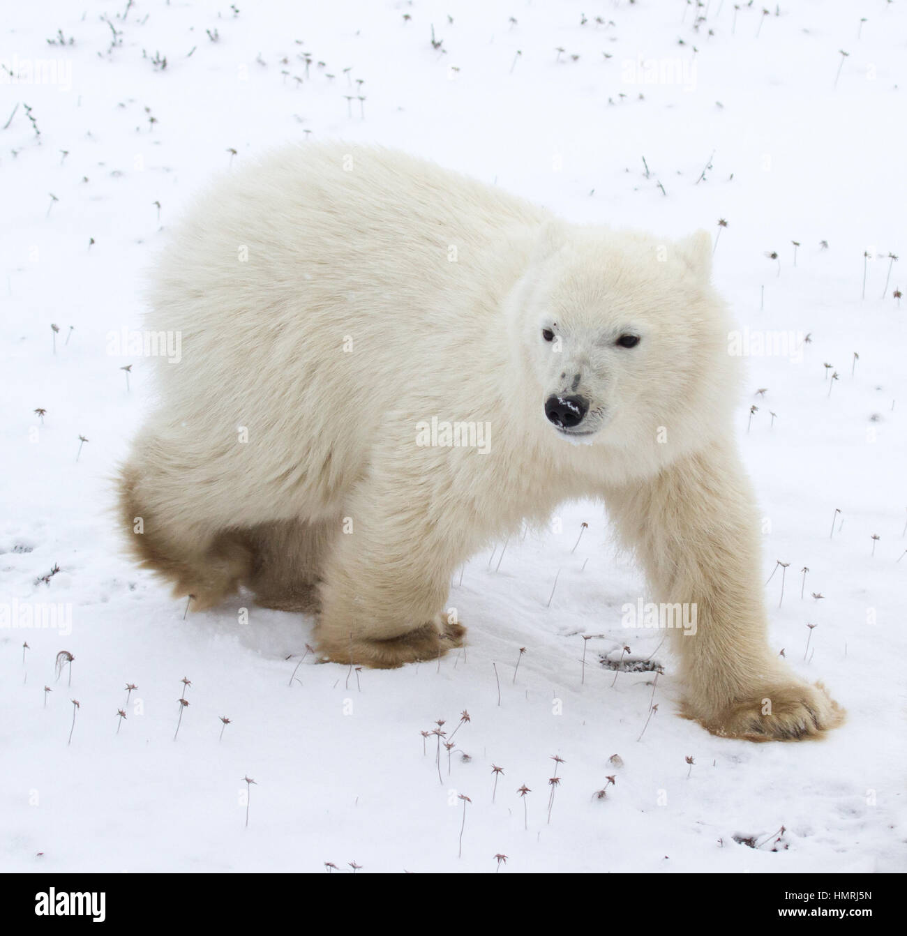 Bear snow hi-res stock photography and images - Alamy