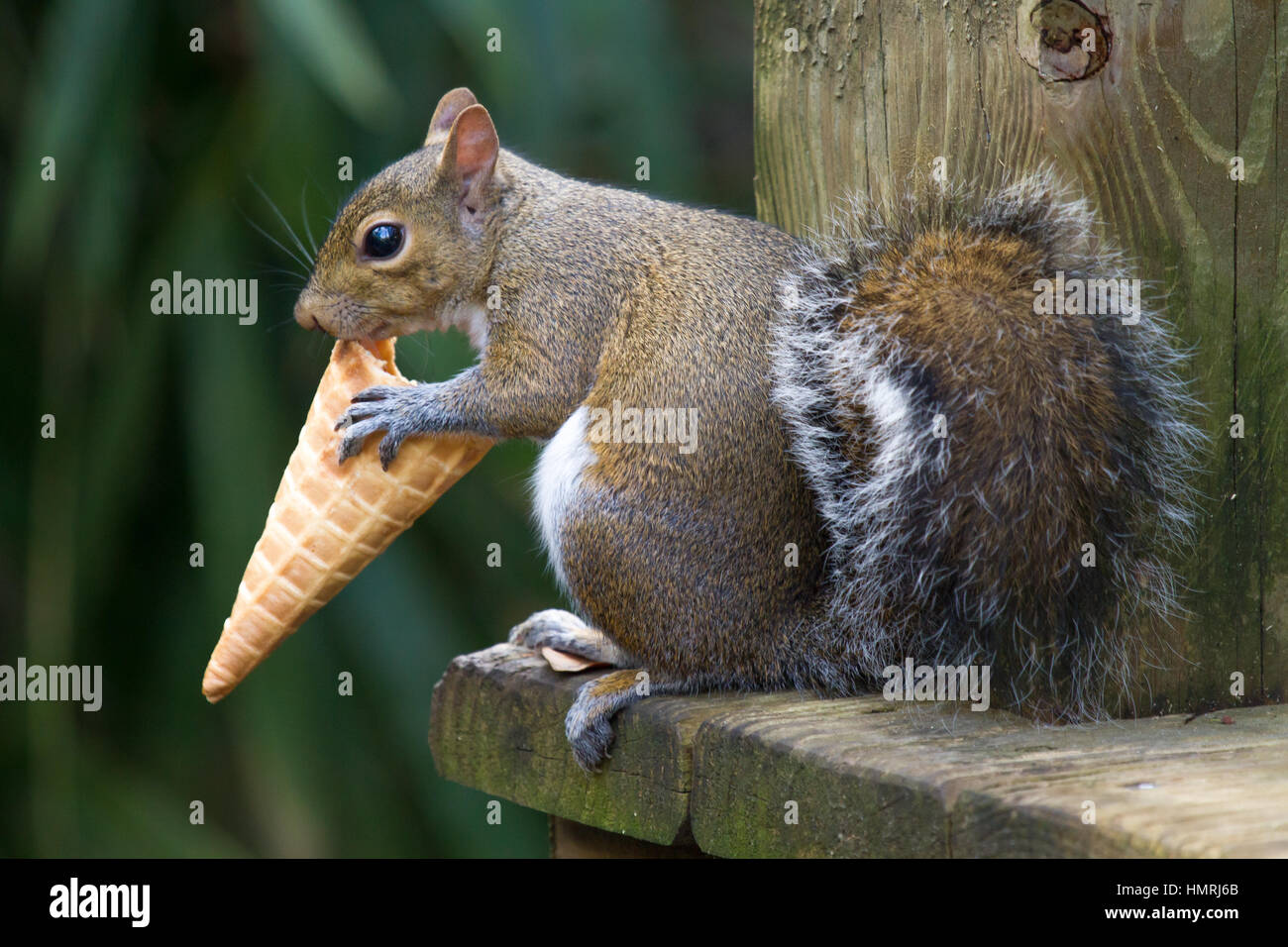 Grey squirrel eating an ice cream cone Stock Photo - Alamy