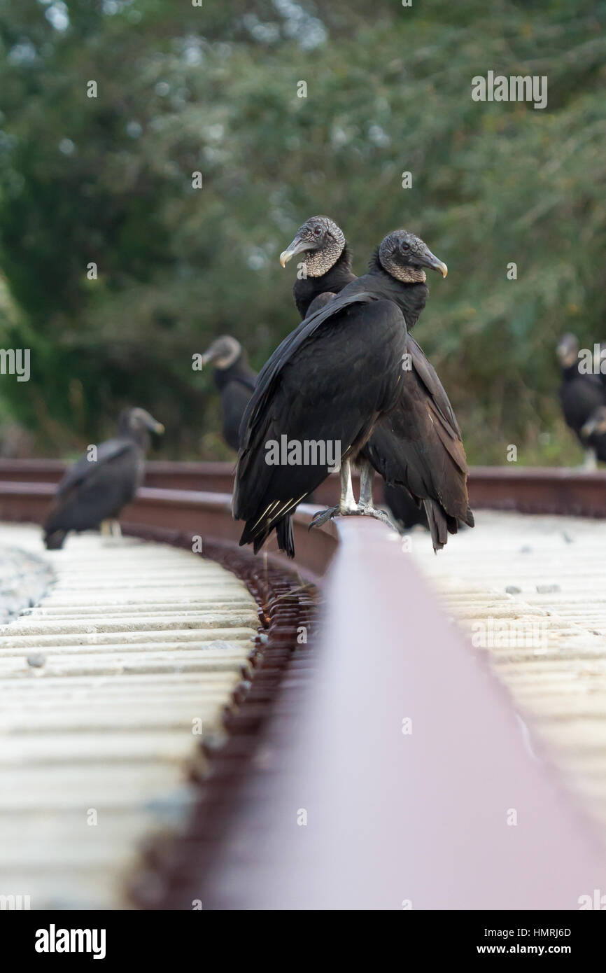 On the railroad track hi-res stock photography and images - Alamy