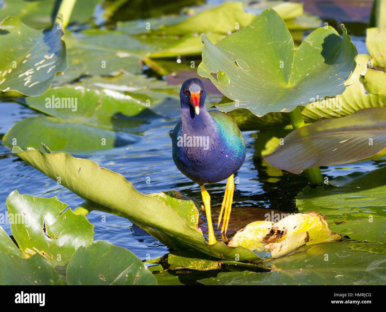 Walking across lily pads hi-res stock photography and images - Alamy