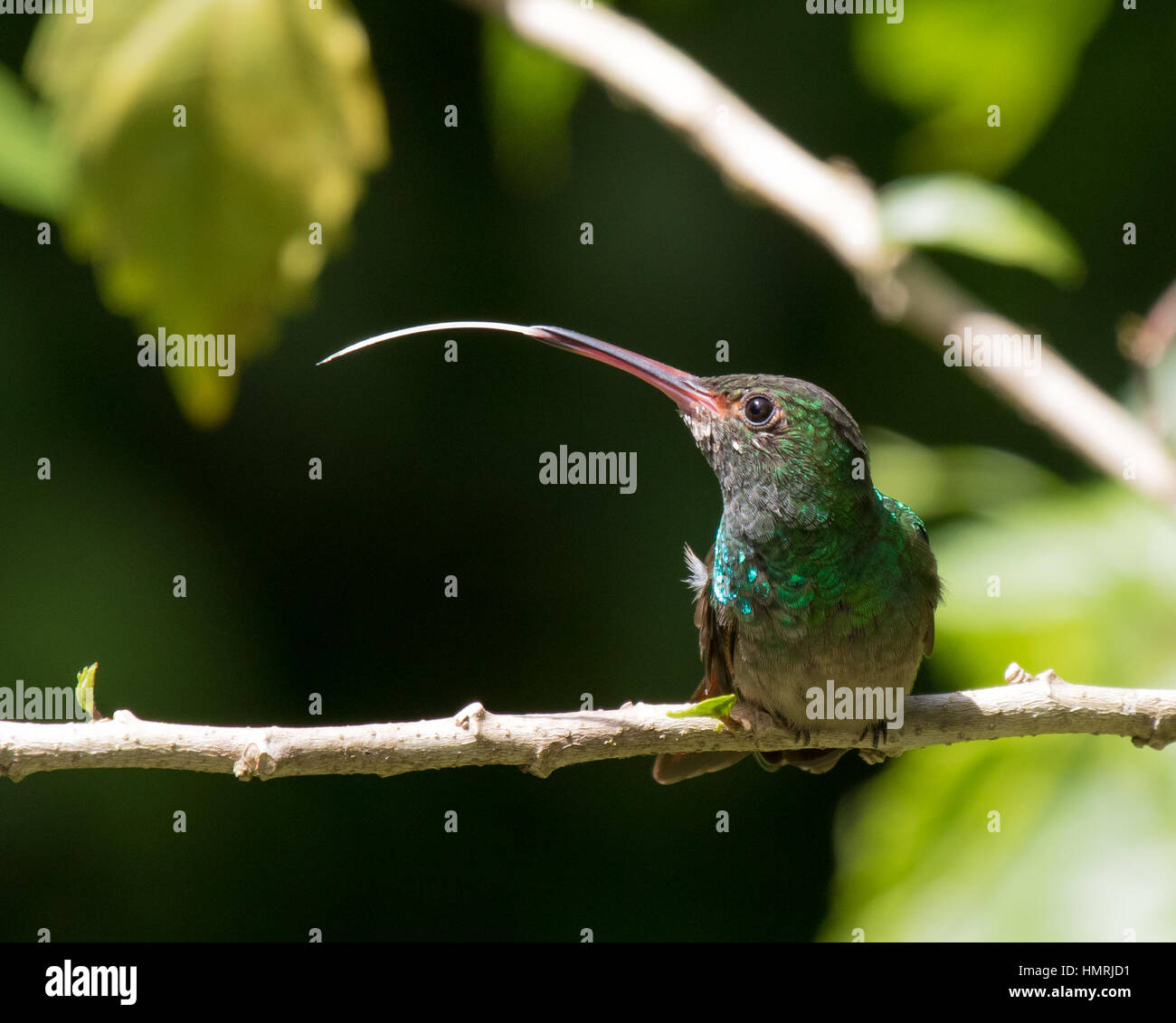 Bird stick out its tongue hi-res stock photography and images - Alamy