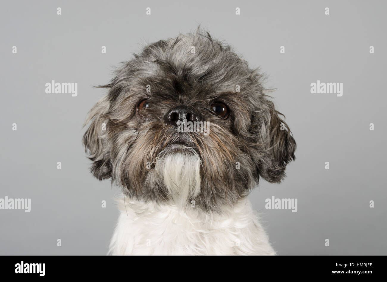 Shih Tzu Dog, male, UK Stock Photo - Alamy