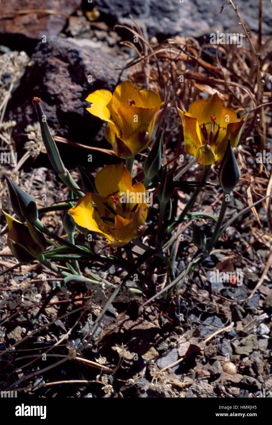 Calochortus clavatus recurvifolius, Liliaceae Stock Photo - Alamy