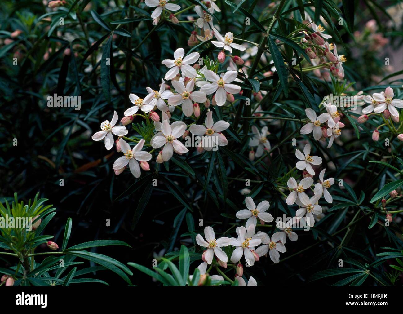 Mexican Orange (Choisya Aztec Pearl), Rutaceae Stock Photo - Alamy