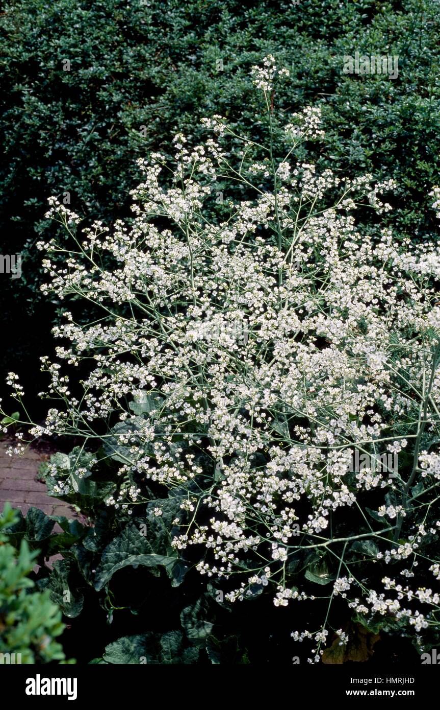 Crambe cordifolia hi-res stock photography and images - Alamy