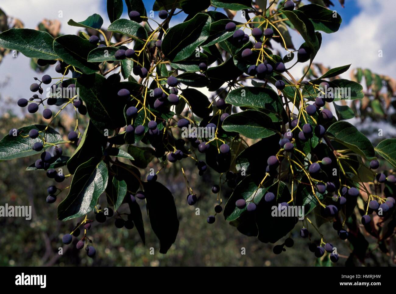Chinese Fringe Tree (Chionanthus retusus), Oleaceae Stock Photo - Alamy
