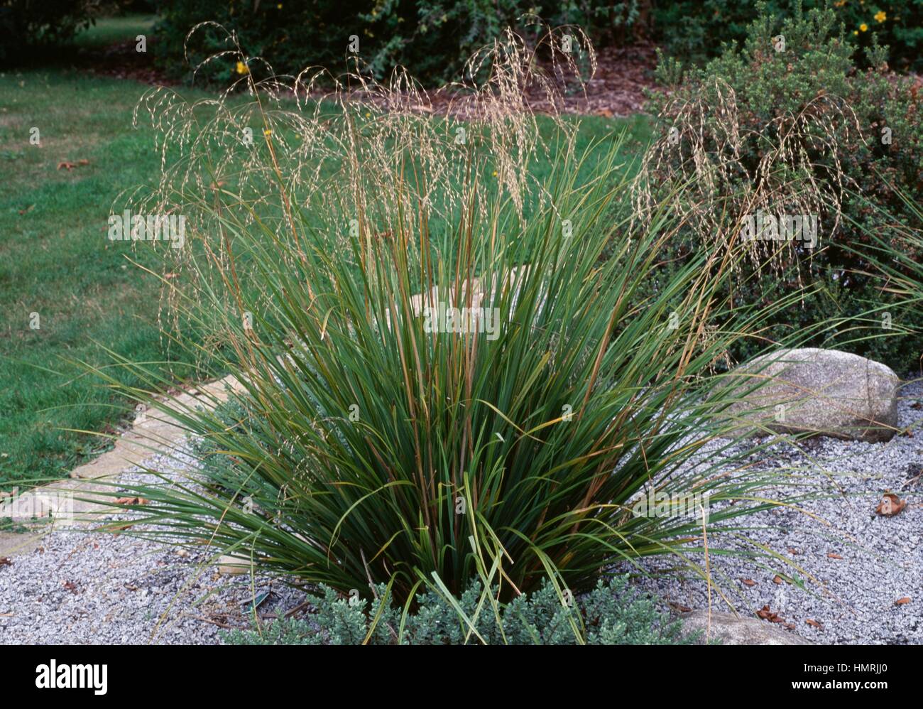 Plumed tussock grass (Chionochloa rubra), Poaceae Stock Photo - Alamy