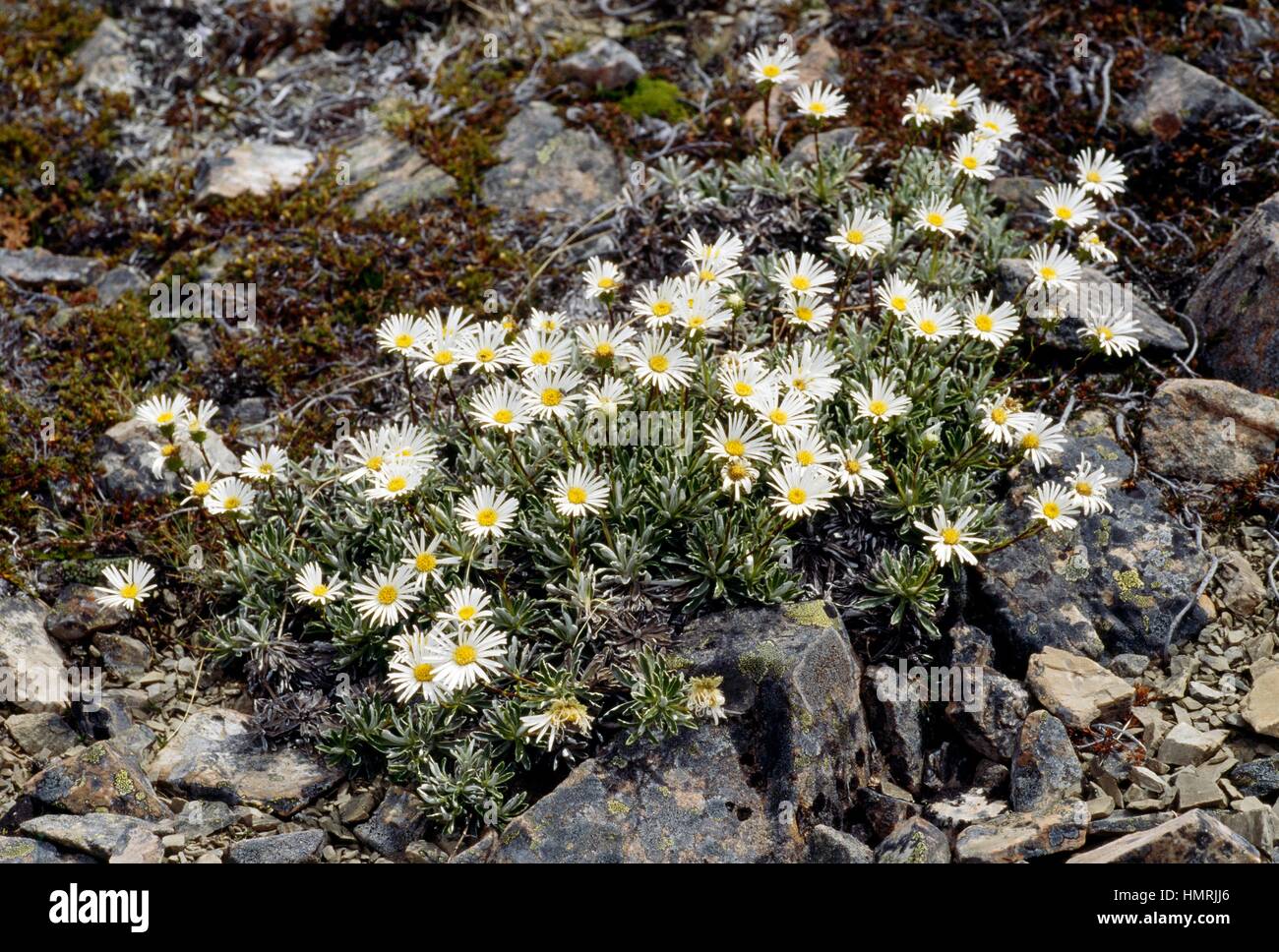 Celmisia hi-res stock photography and images - Alamy