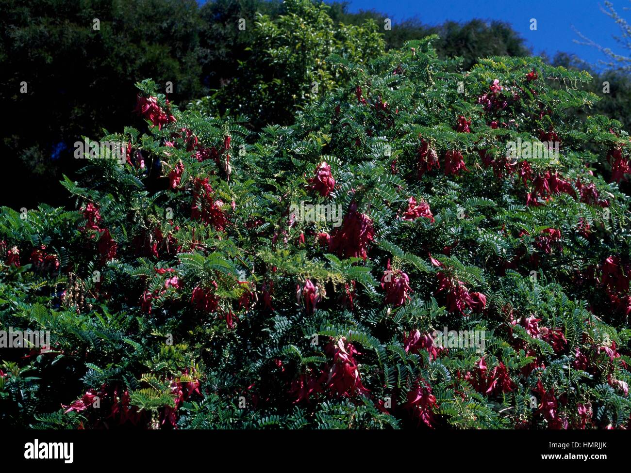 Glory-pea or Kaka Beak (Clianthus puniceus), Fabaceae Stock Photo - Alamy