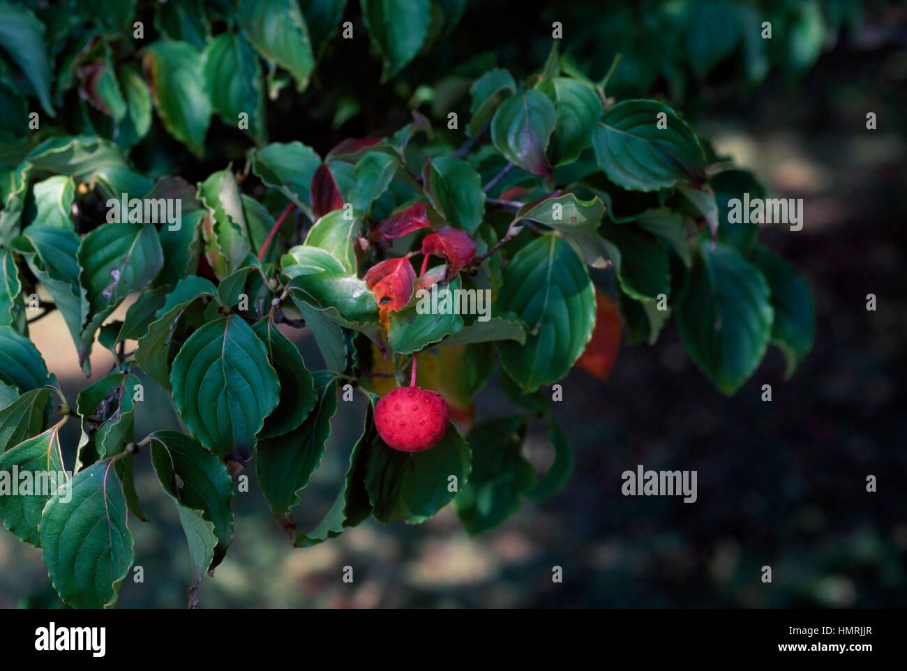 Japanese Flowering Dogwood (Cornus kousa), Cornaceae Stock Photo - Alamy