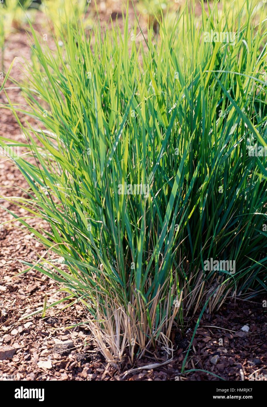 Feather reed grass (Calamagrostis x acutiflora Karl Foerster), Poaceae ...