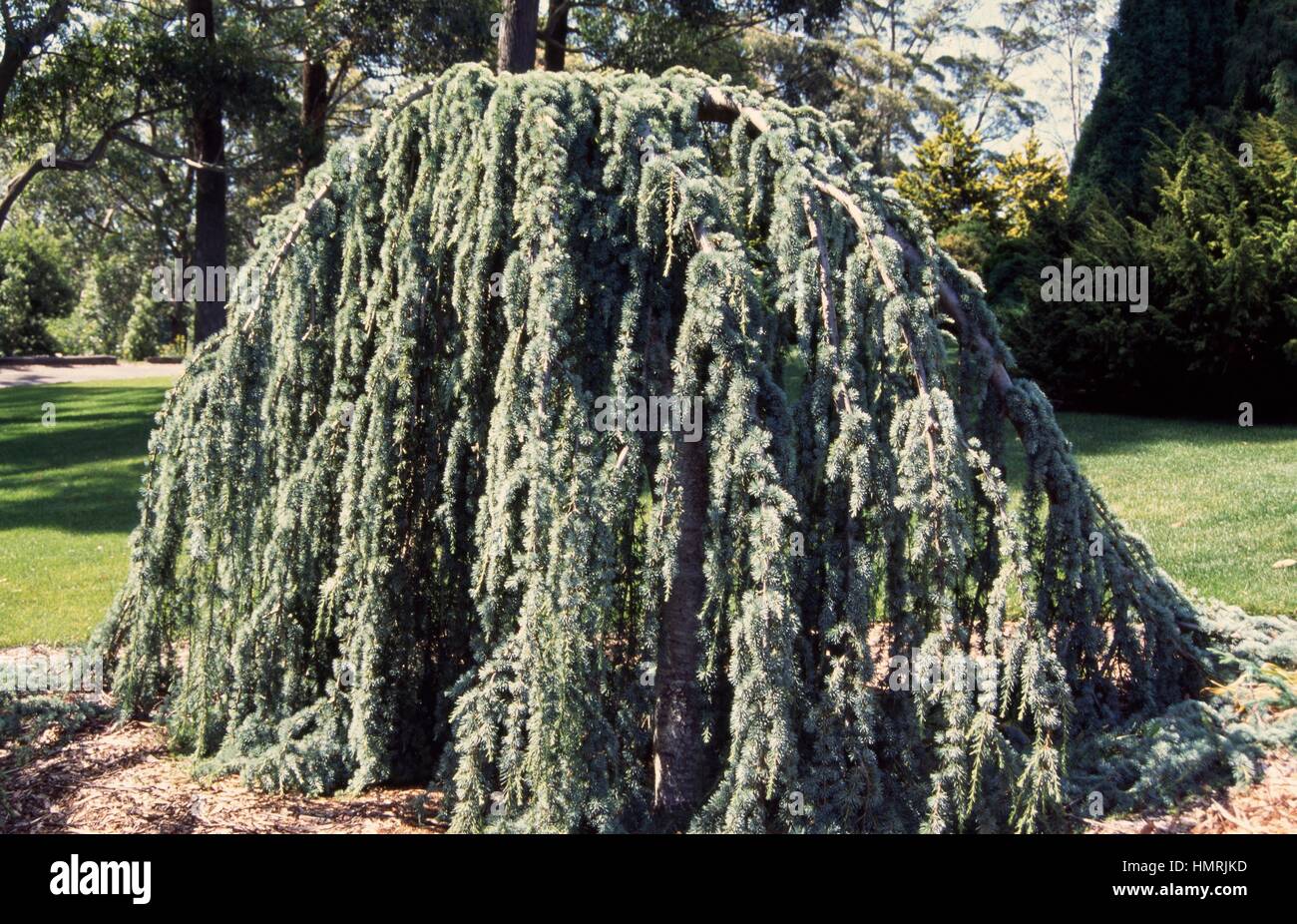 Weeping Atlas Cedar (Cedrus atlantica Pendula), Pinaceae Stock Photo ...