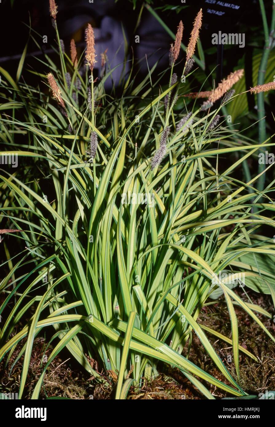 Upright sedge (Carex stricta), Cyperaceae Stock Photo - Alamy