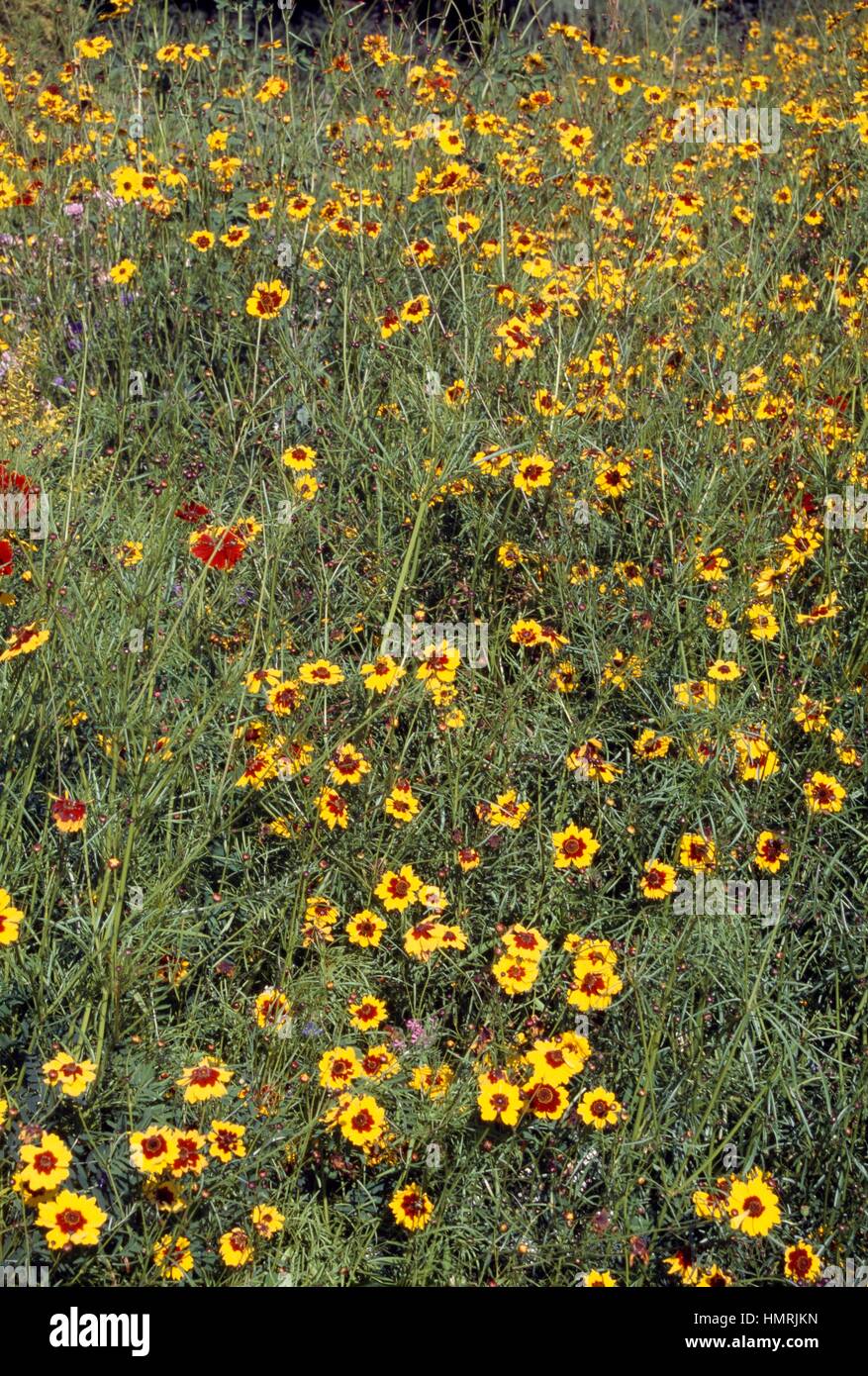 Plains coreopsis or calliopsis (Coreopsis tinctoria or Coreopsis ...