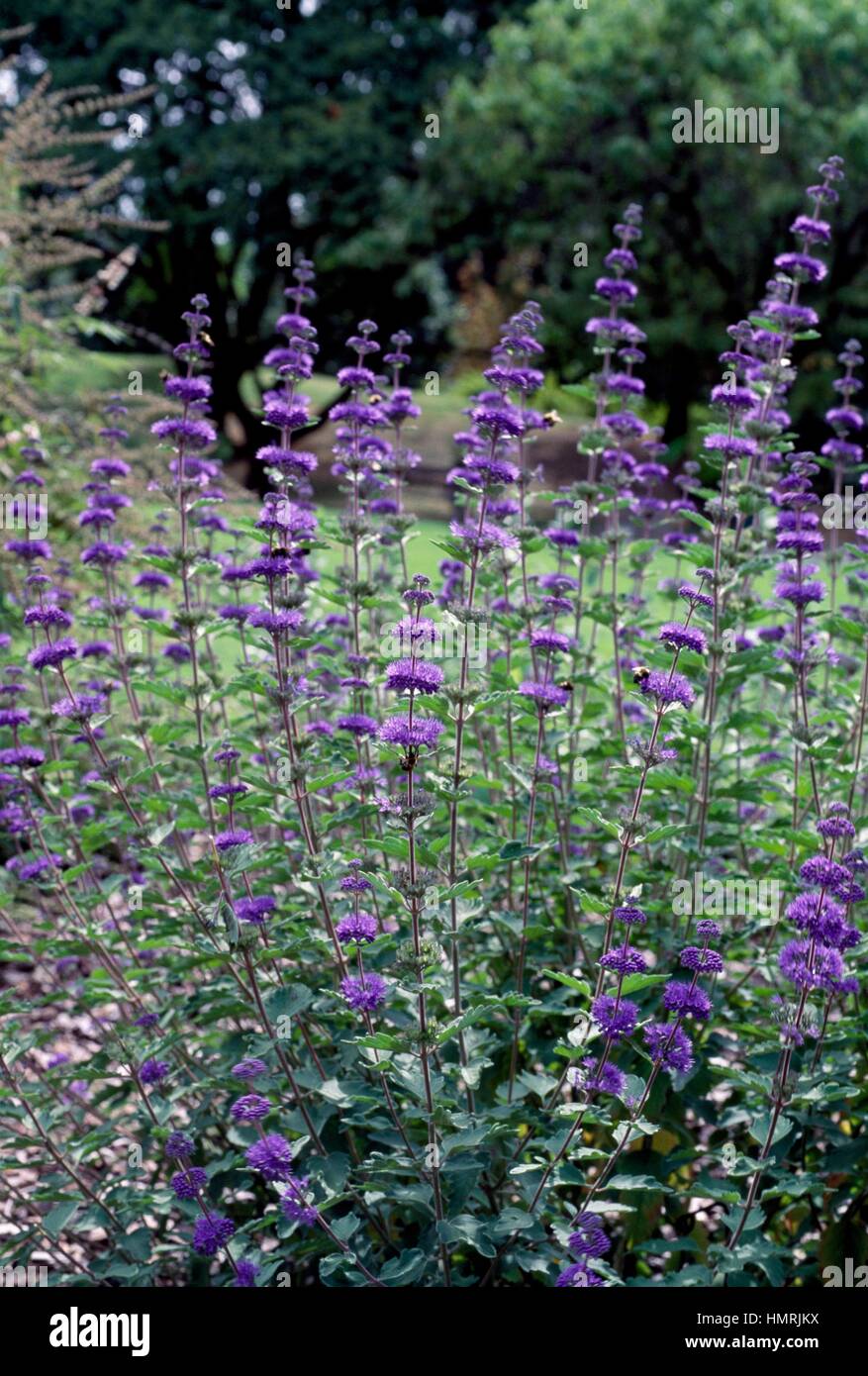 Sunshine blue bluebeard (Caryopteris Incana), Lamiaceae Stock Photo - Alamy