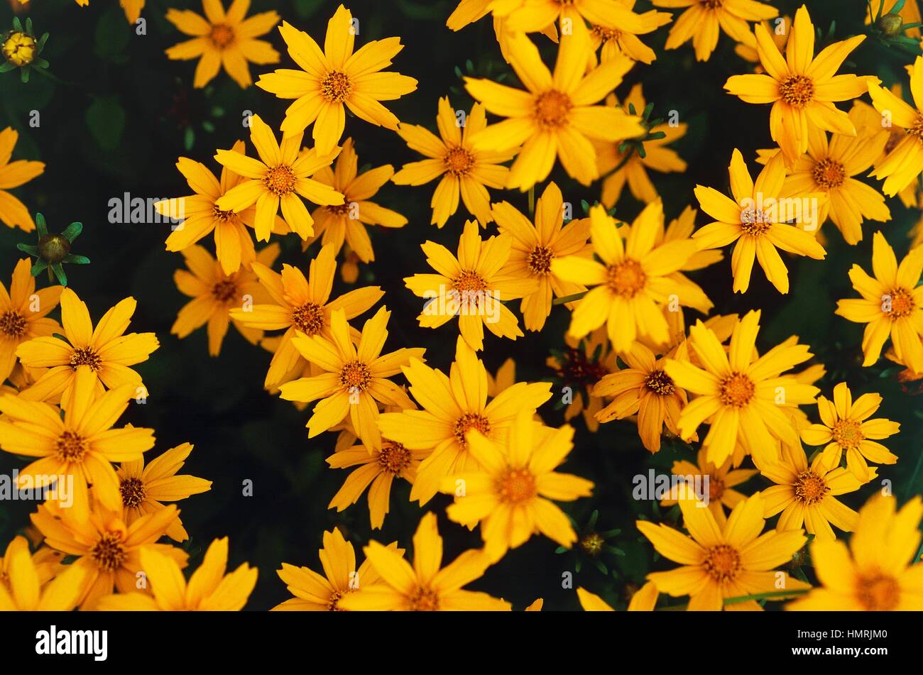Ear-leaved tickseed (Coreopsis auriculata Nana), Asteraceae Stock Photo ...