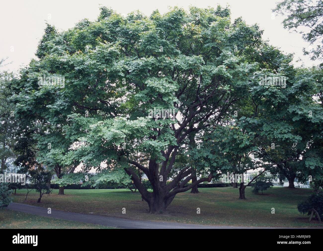American Yellowwood (Cladrastis lutea), Fabaceae-Leguminosae Stock ...