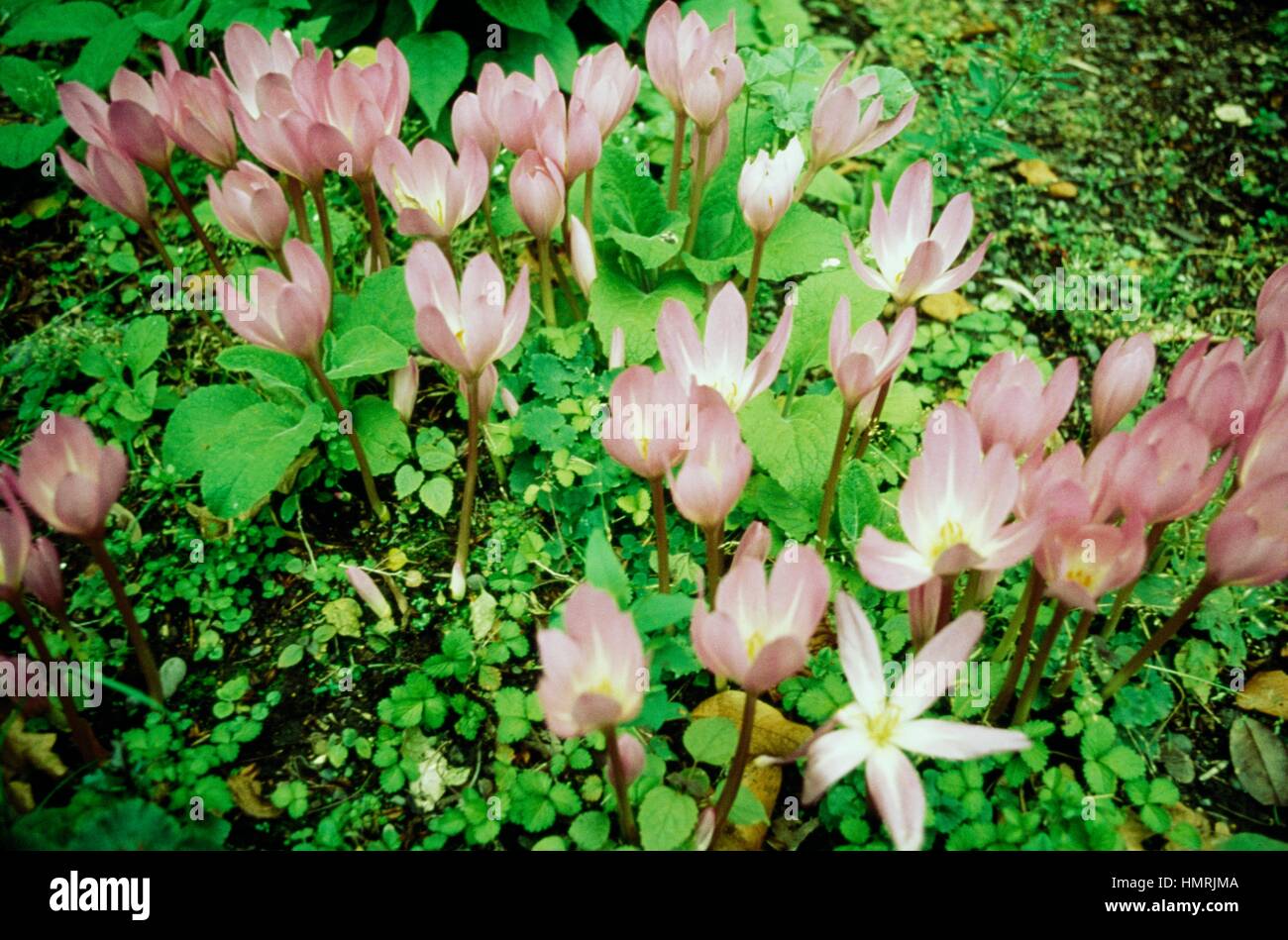 Showy colchicum (Colchicum speciosum), Colchicaceae Stock Photo - Alamy