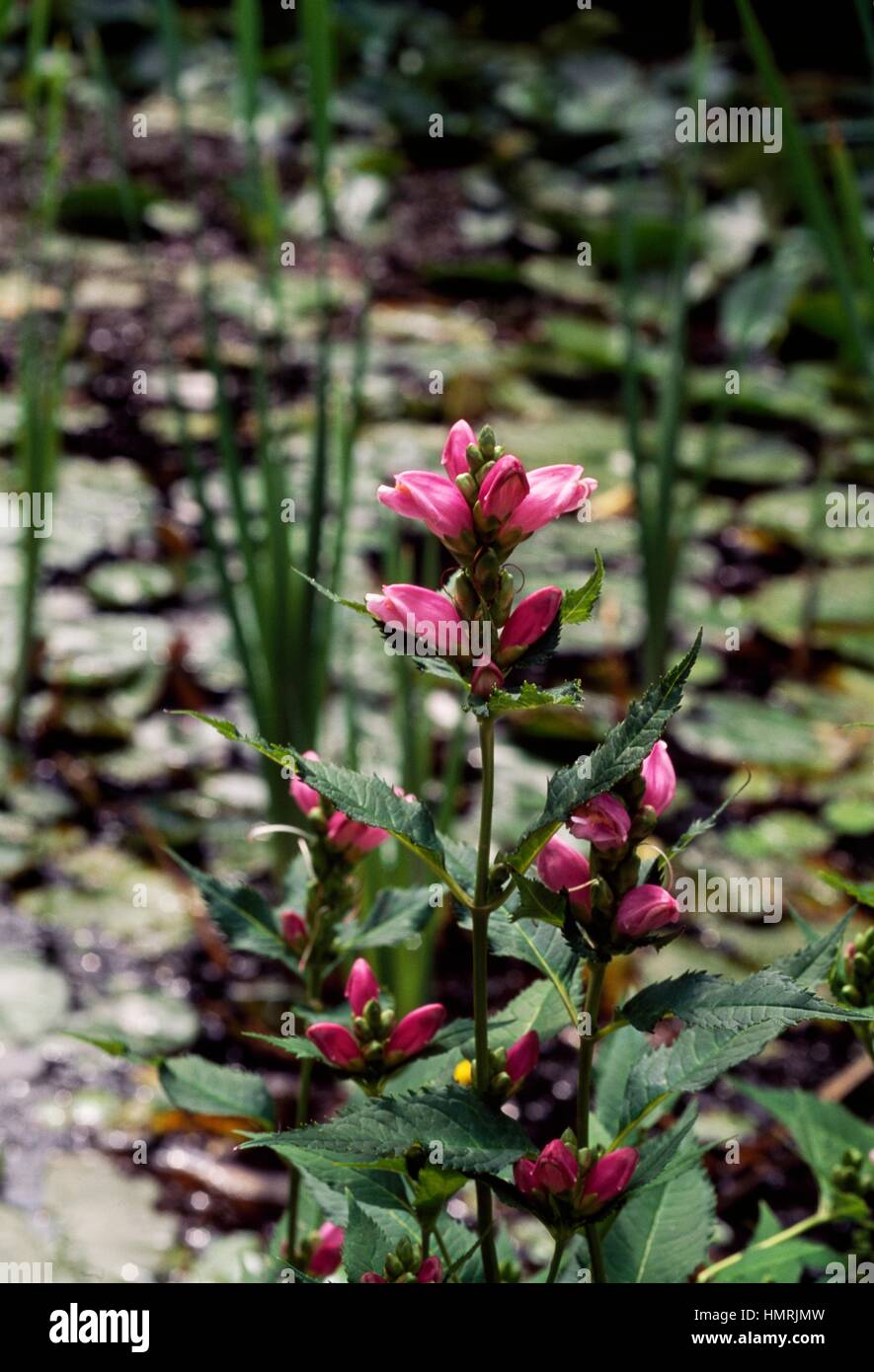 Pink turtlehead (Chelone obliqua), Plantaginaceae Stock Photo - Alamy