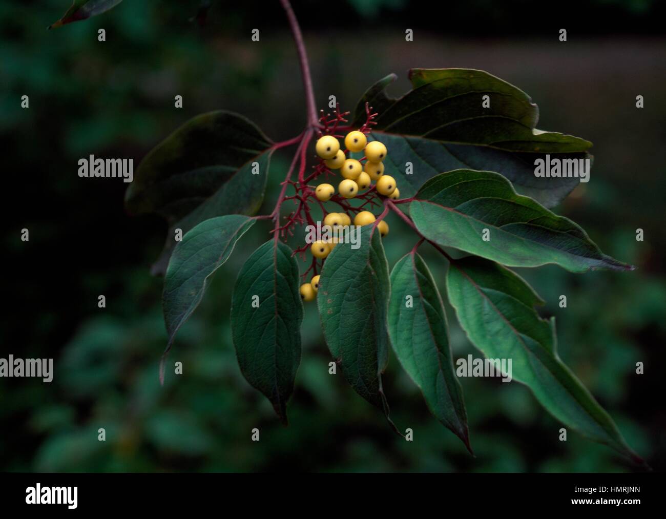 Roundleaf dogwood cornus rugosa hi-res stock photography and images - Alamy