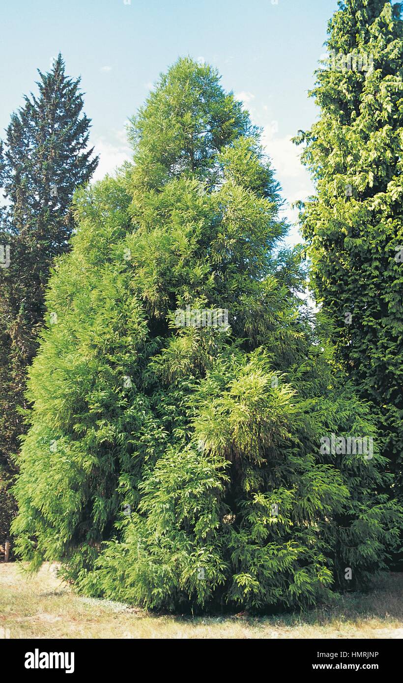 Chinese Cedar (Cryptomeria japonica Sinensis), Cupressaceae-Tassodiacee ...