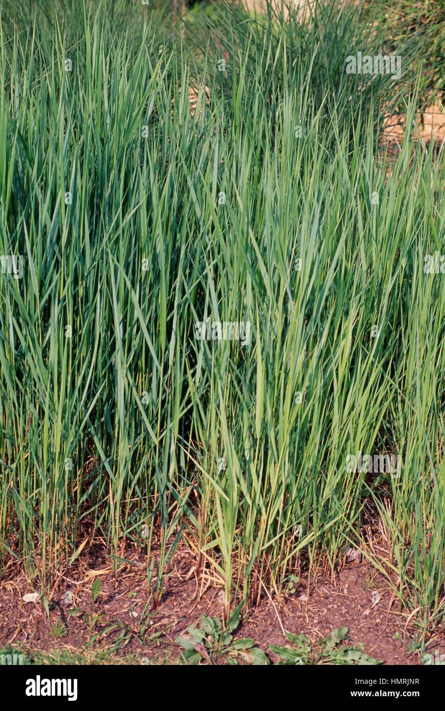 Bluejoint grass hi-res stock photography and images - Alamy