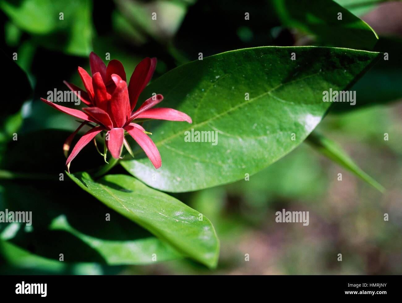 Calycanthus Occidentalis High Resolution Stock Photography and Images ...