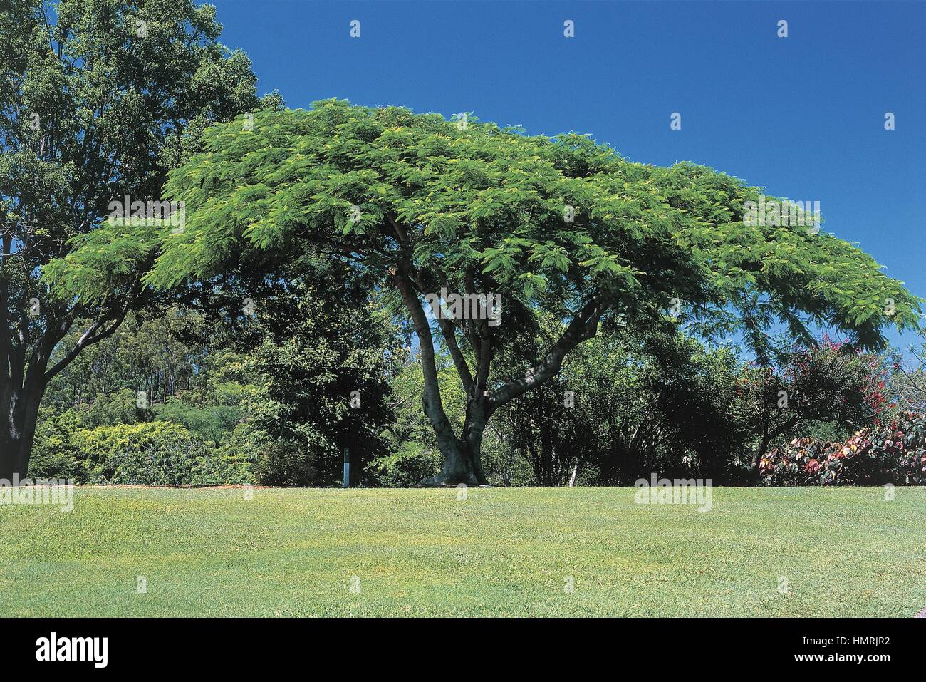 Botany - Trees - Fabaceae. Royal Poinciana (Delonix regia Stock Photo ...
