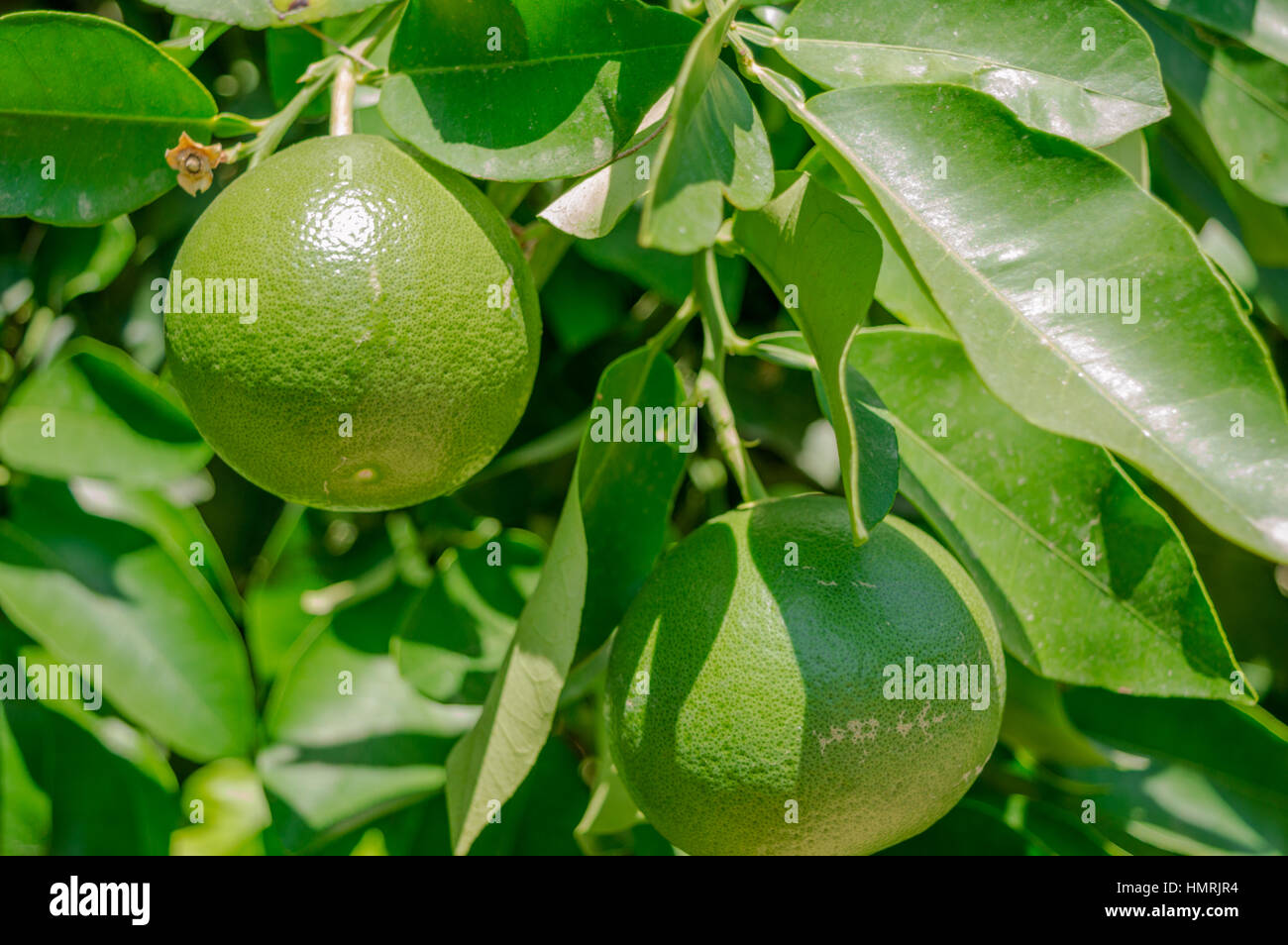 Fruit trees in cyprus hi-res stock photography and images - Alamy