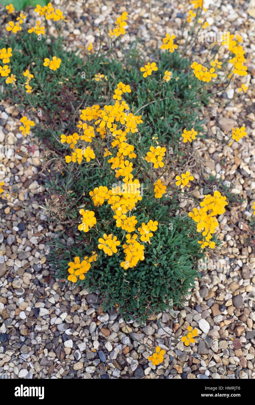 Wallflower (Erysimum Orange Flame), Brassicaceae Stock Photo - Alamy